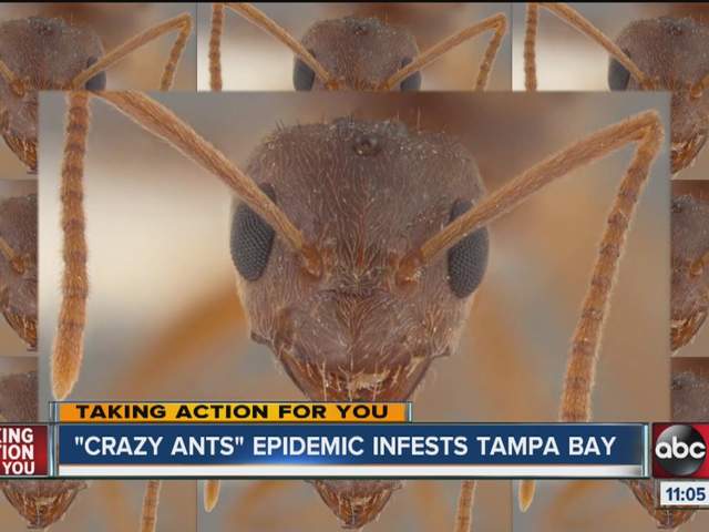 Crazy ants invade the Tampa Bay area and infest everything from cell ...