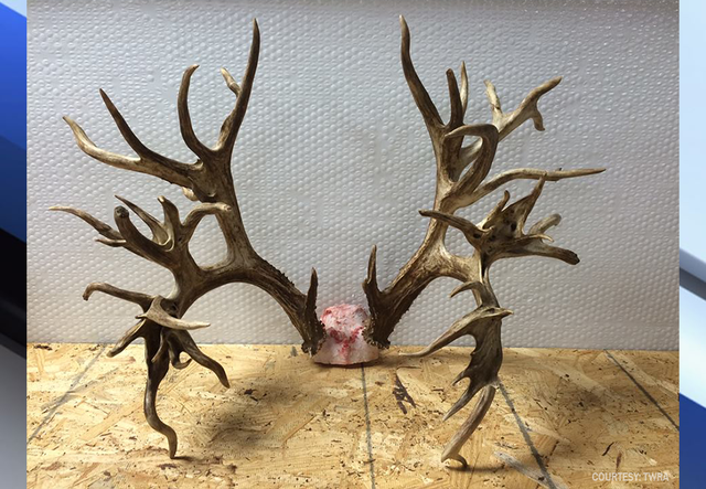 Tennessee man bags 47-point buck; could break state and world records ...