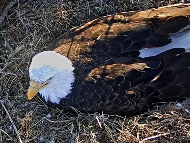 WATCH LIVE: Florida bald eagles await arrival of two eaglets ...