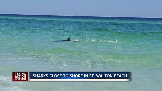 Orlando Florida Beaches Sharks