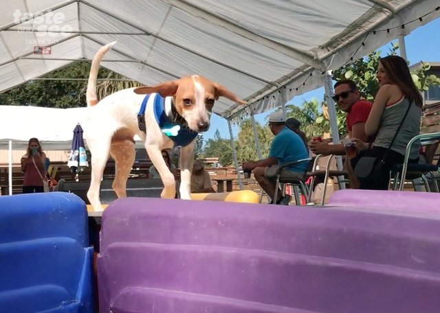 PHOTOS: The Dog Bar in St. Pete - Gallery | abcactionnews.com | Tampa ...
