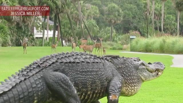 Enormous gator struts across golf course as herd of deer looks on ...