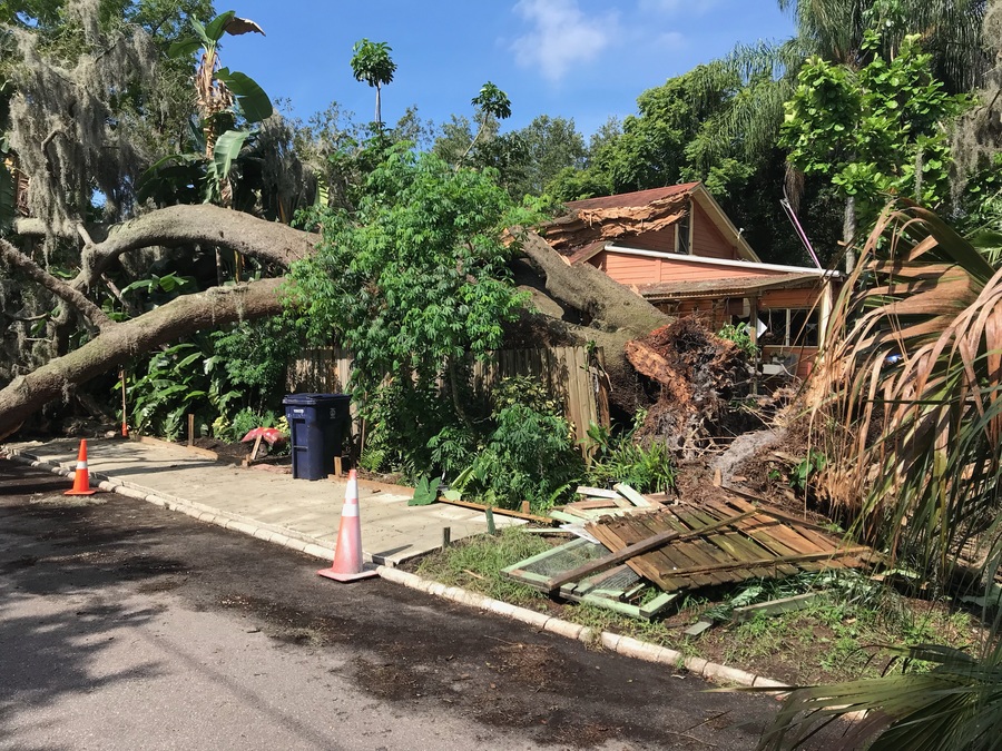 Massive tree named one of oldest in Tampa comes crashing down after ...