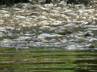 Local fishermen and restaurants starting to feel the impact of red tide ...