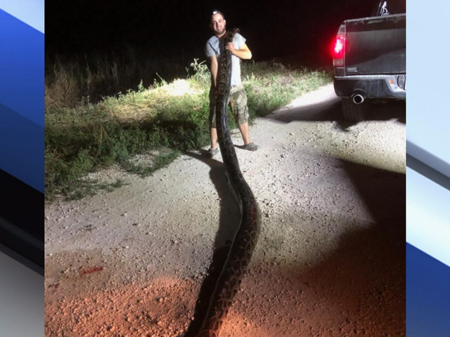 Record-setting python caught in Everglades - abcactionnews.com WFTS-TV